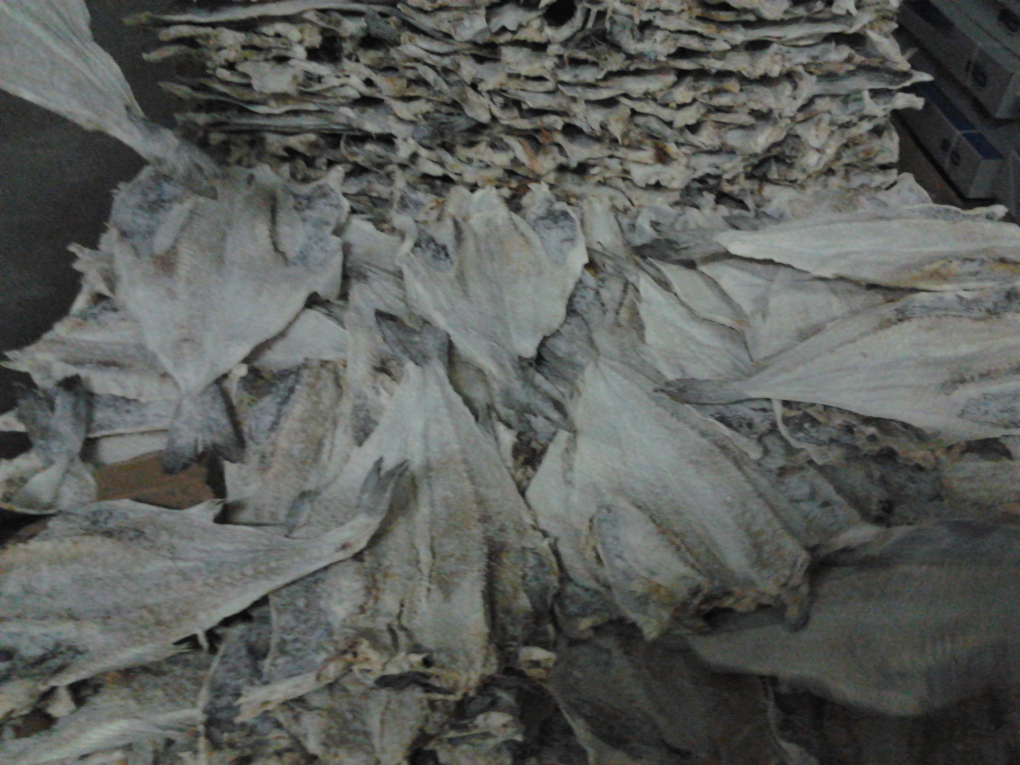 Dry Salted Haddock – Northern Fish Codfish