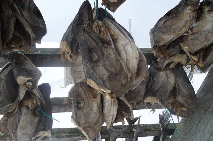 Stockfish Heads Drying – Northern Fish Codfish
